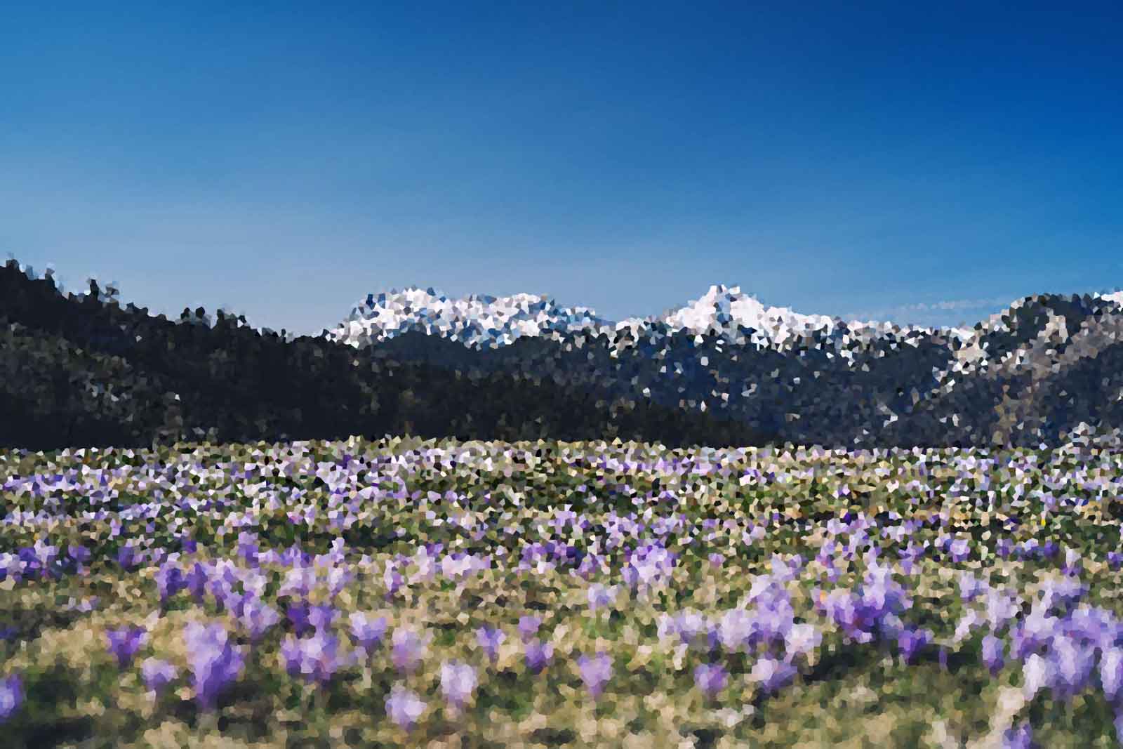 Crossing Borders A Journey Through Cultural Immersion in Redwood ...